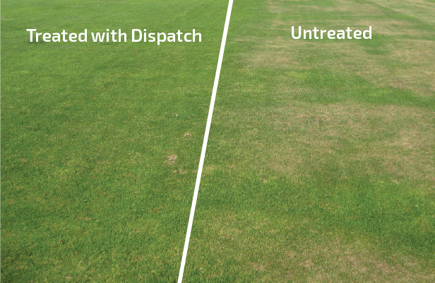 Grass-Treated-with-Aquatrols-Dispatch-Sprayable - Aquatrols